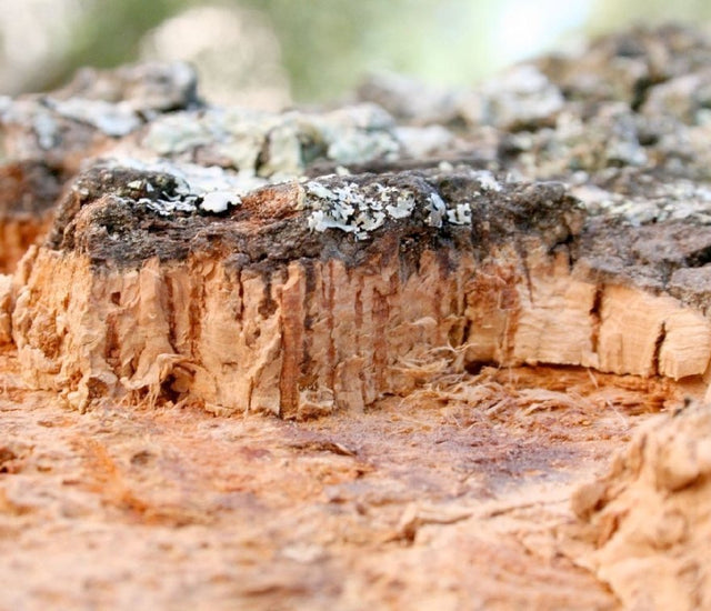 The Ultimate Reference Guide to Cork Material – Laflore Paris